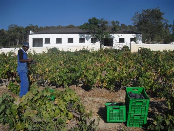 Gallery | Badenhorst Family Wines