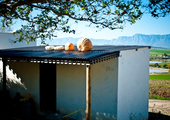 Gallery | Badenhorst Family Wines