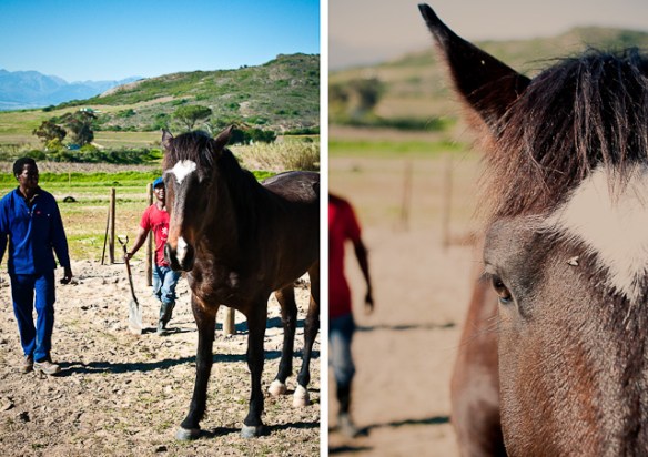 Gallery | Badenhorst Family Wines